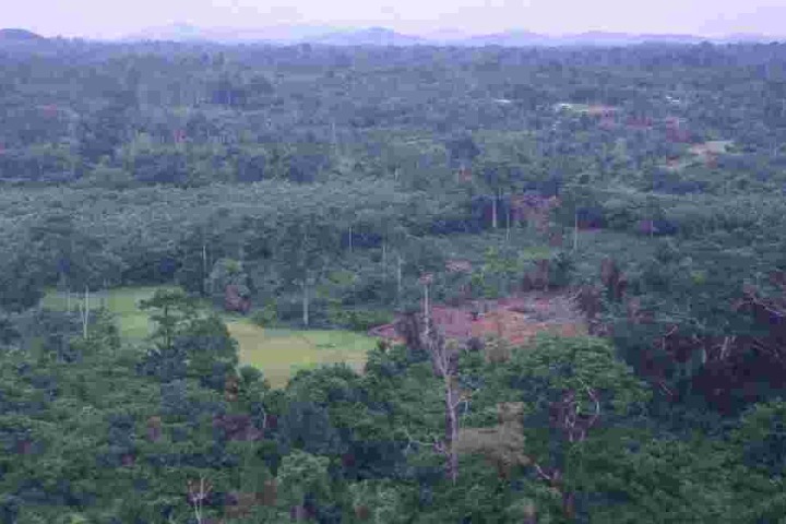 Côte d’Ivoire. 700 hectares de terre reboisés en 9 ans dans 400 écoles